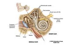 BEST EAR DOCTOR | ALEKHYA ENT CARE